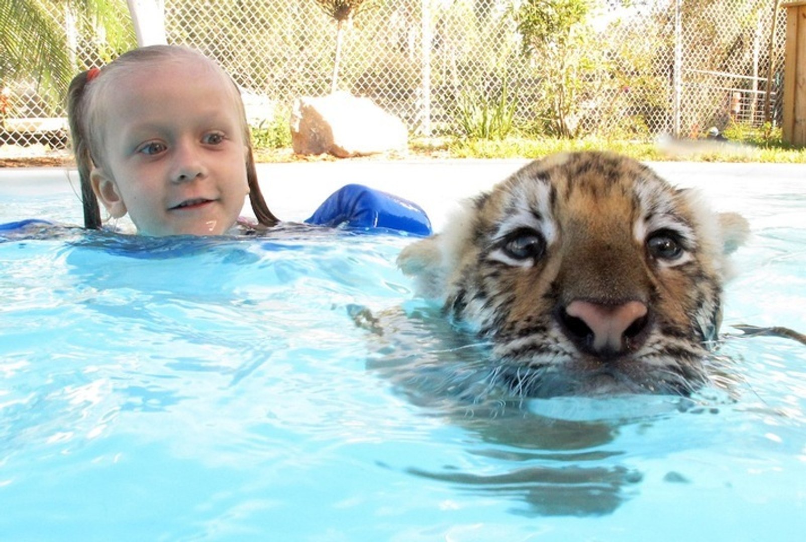 Baby Tigers Swimming