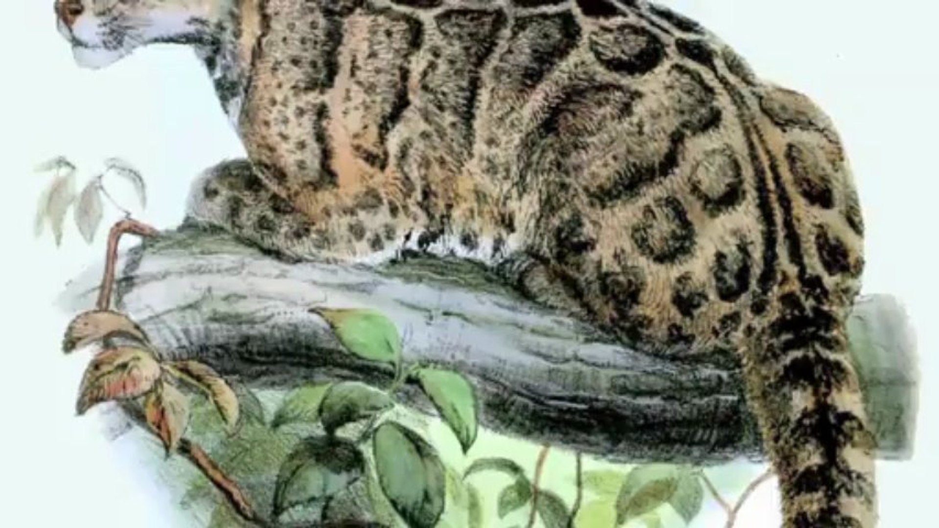 Formosan Clouded Leopard Extinct