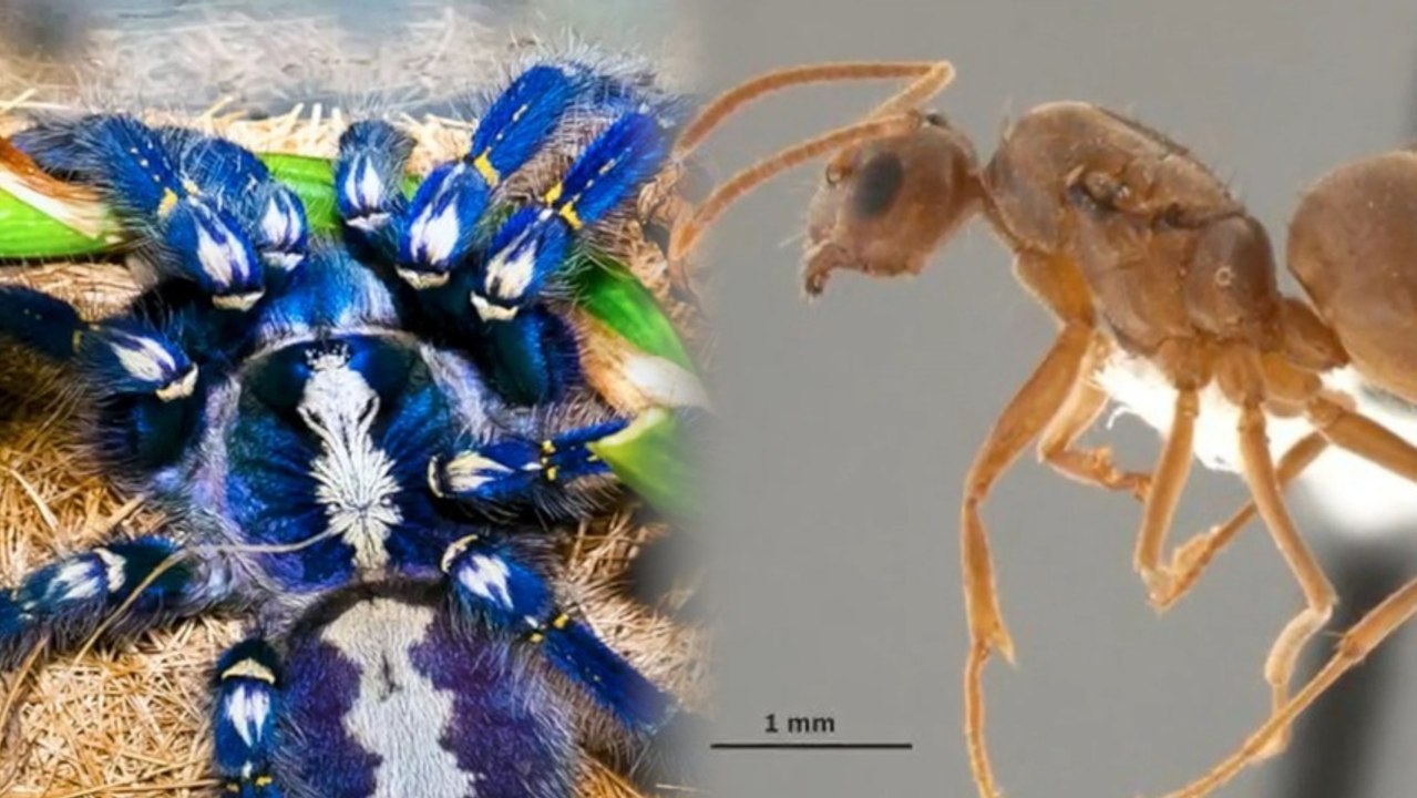 Face Sized Tarantula VS Invasive Crazy Ants - video Dailymotion