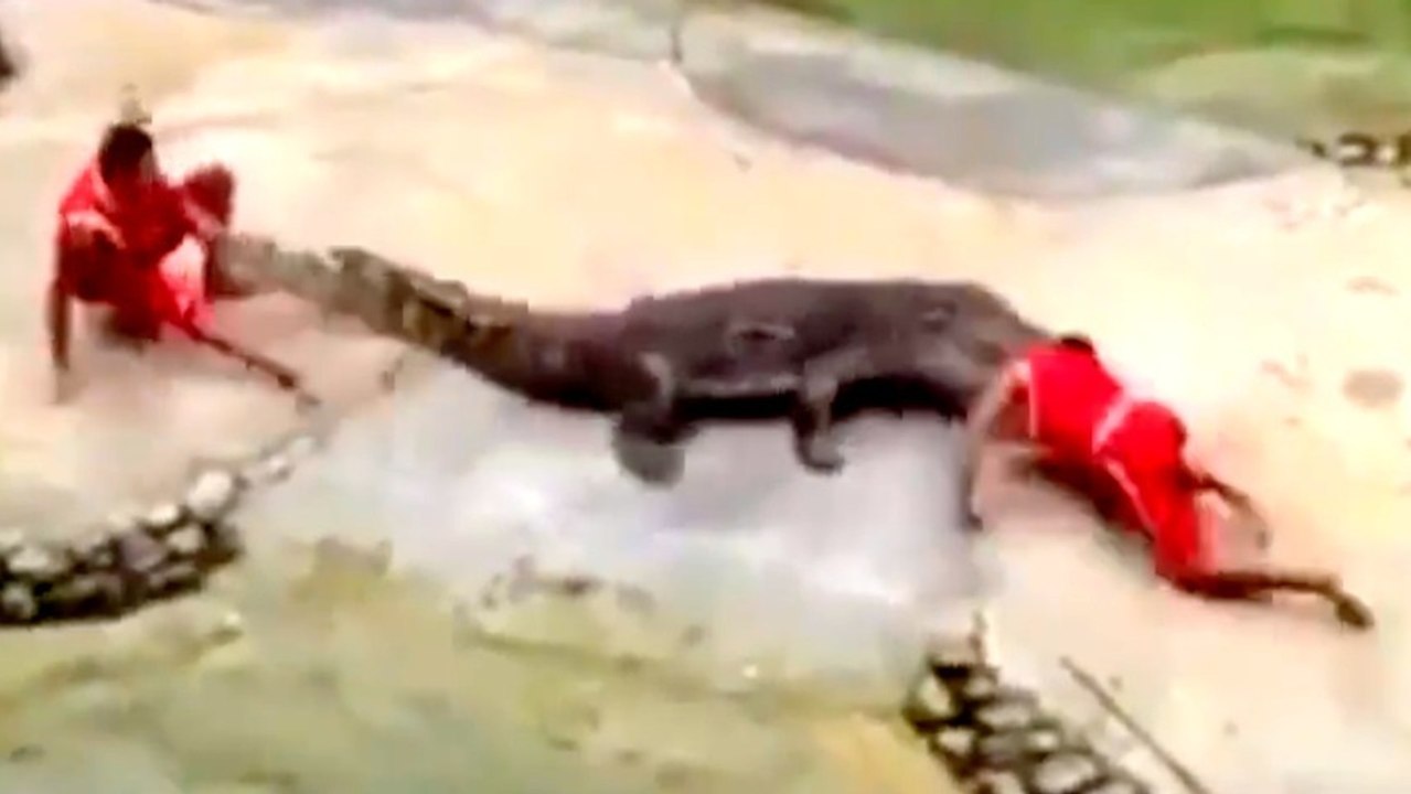 Crocodile Bites Trainer's Head During Horrible Animal Show - video ...