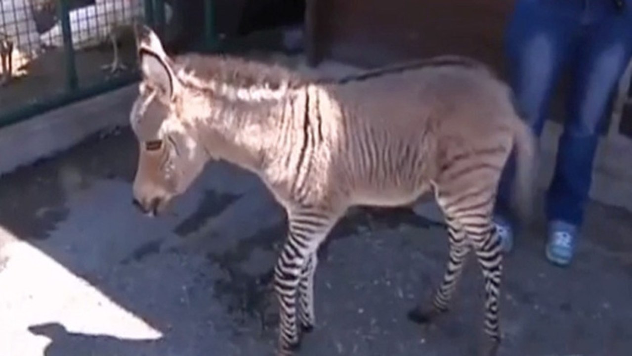 Lady Donkey + Frisky Zebra = A Cute Zonkey Named Ippo - video Dailymotion