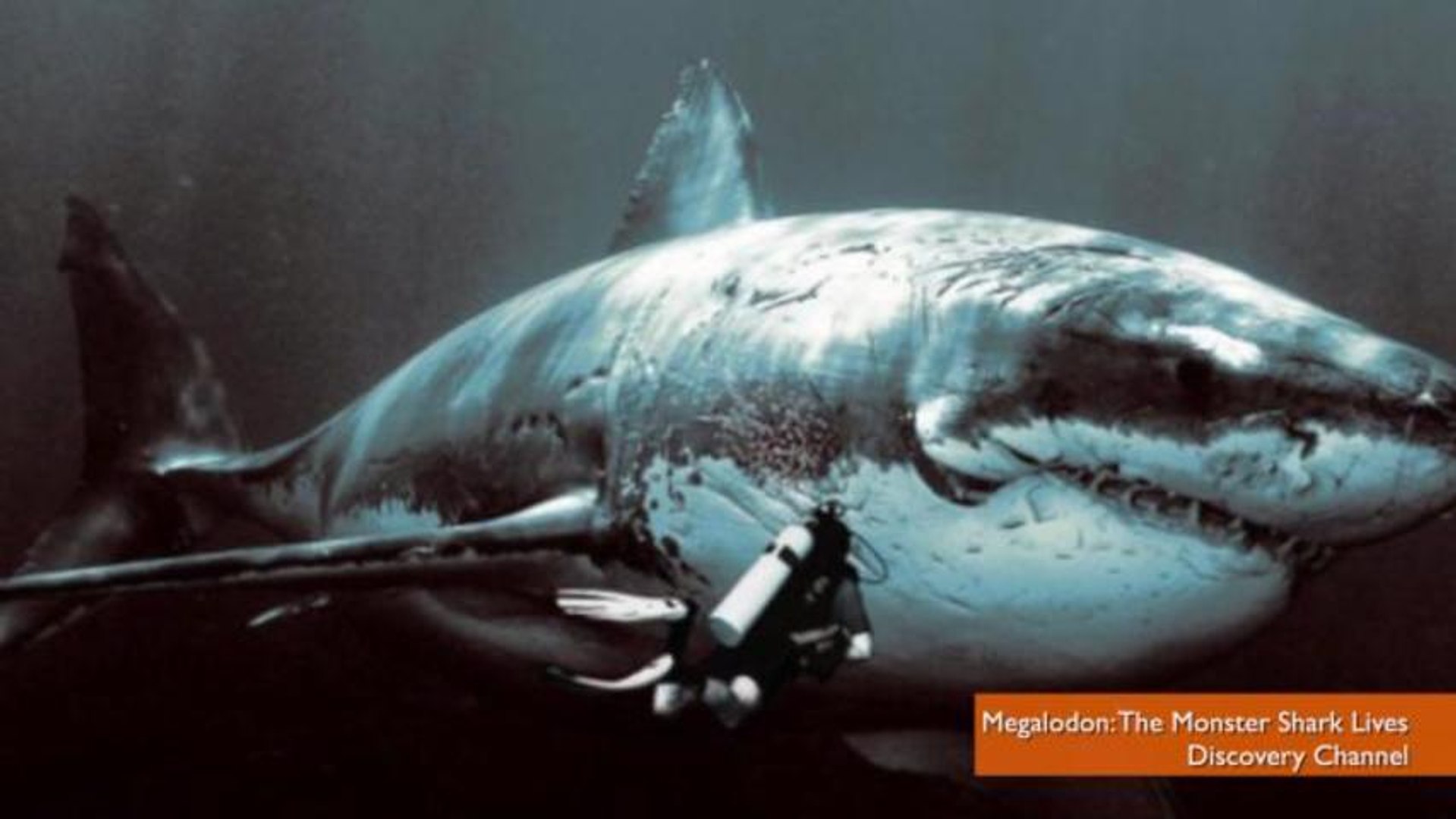 Megalodon The Monster Shark Lives