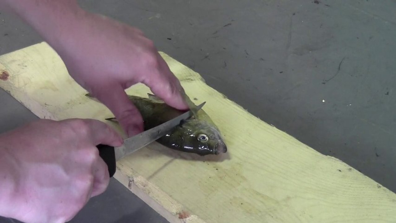 How to fillet a bluegill or sunfish - video Dailymotion