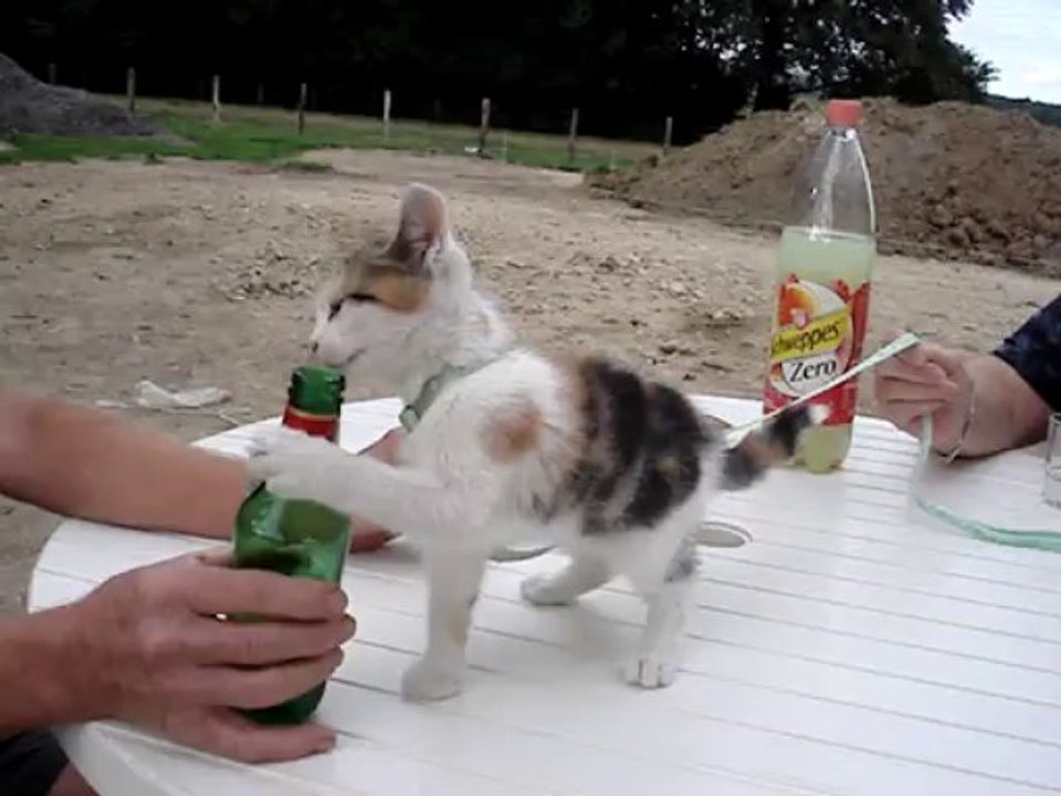 Chatouille - Vidéo Dailymotion