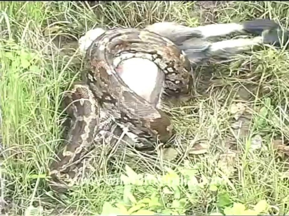 1174.Python eating langur monkey! - video Dailymotion