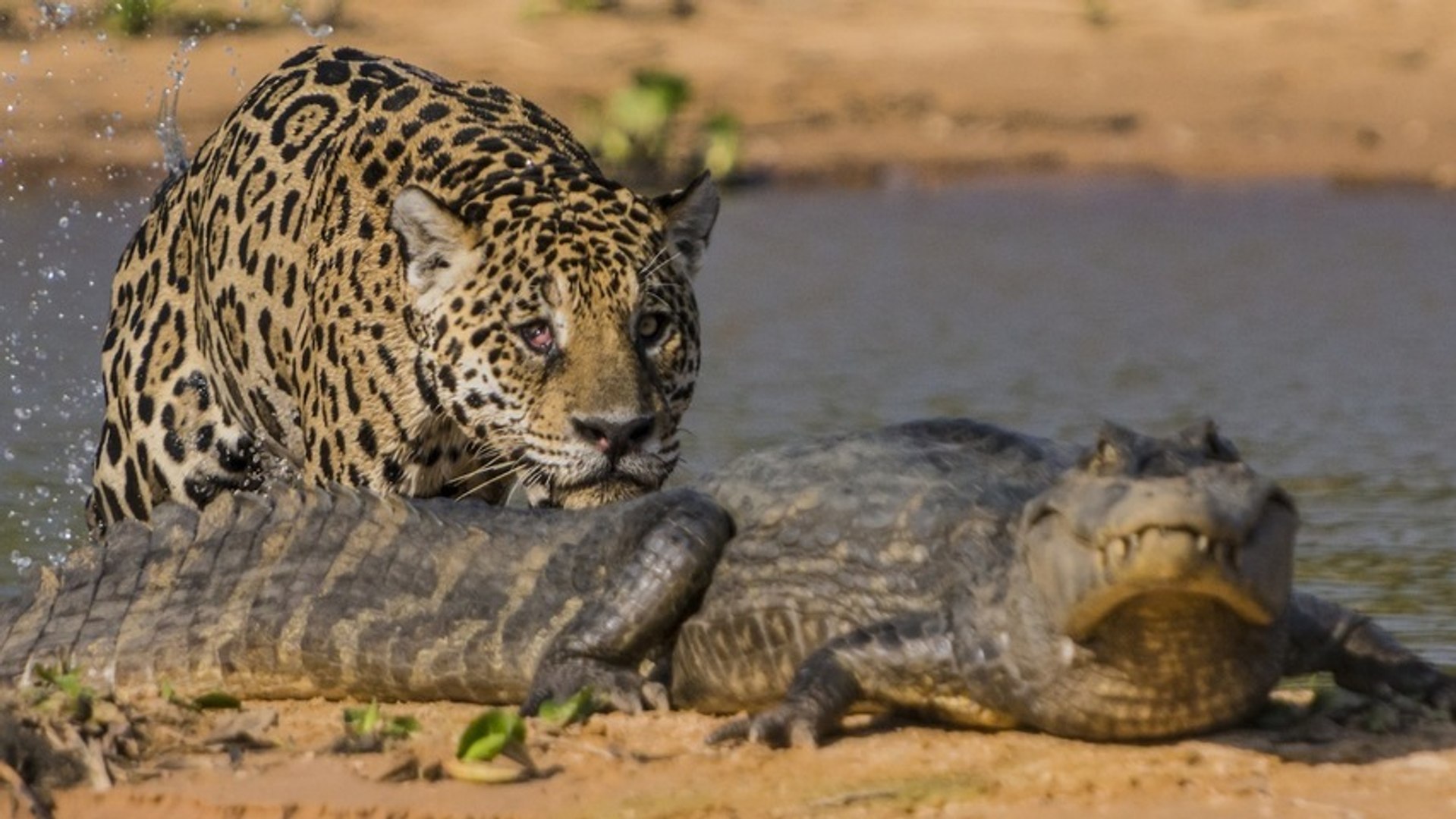 Jaguar Vs Caiman