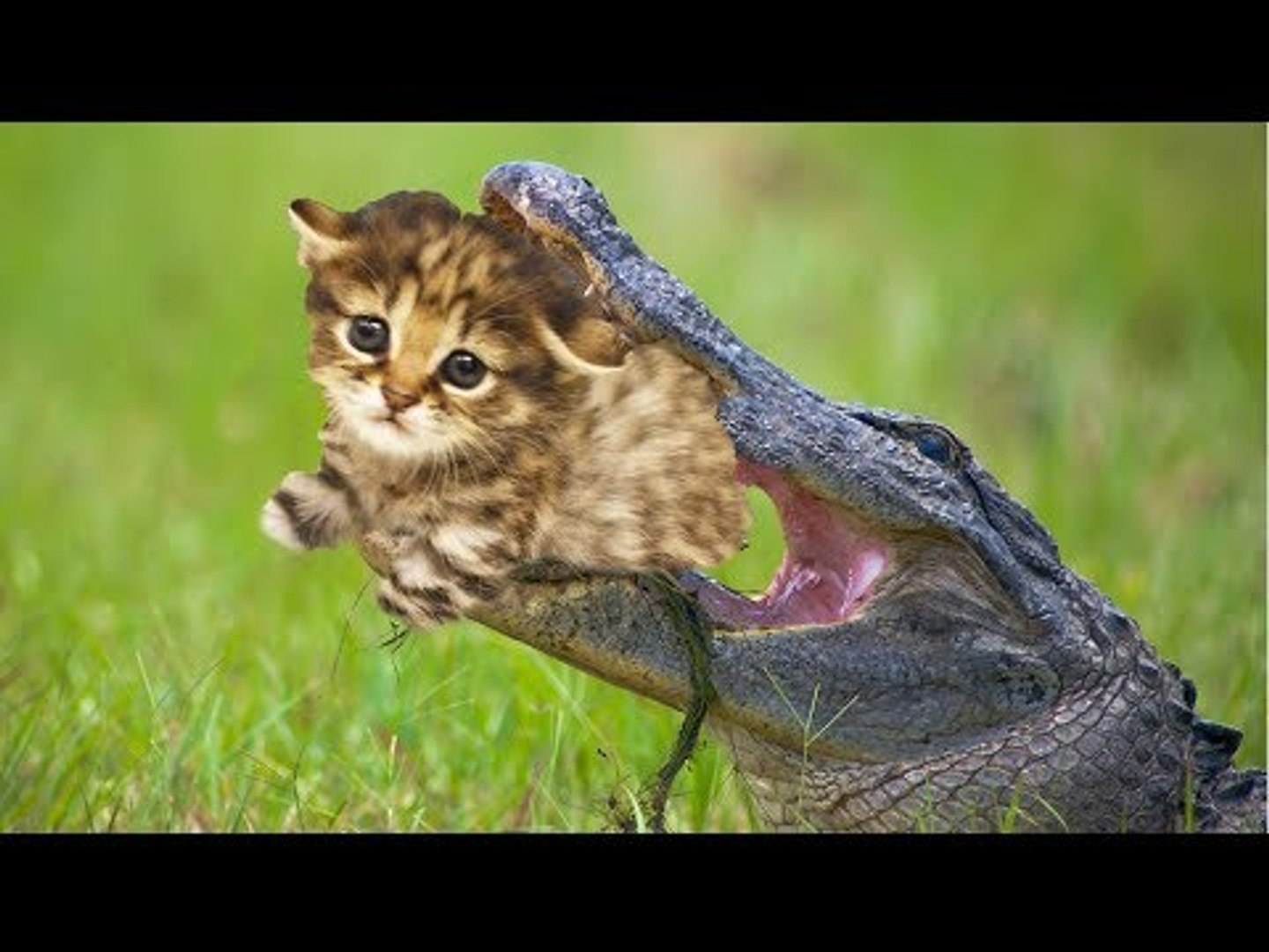 Alligator Eats Cat