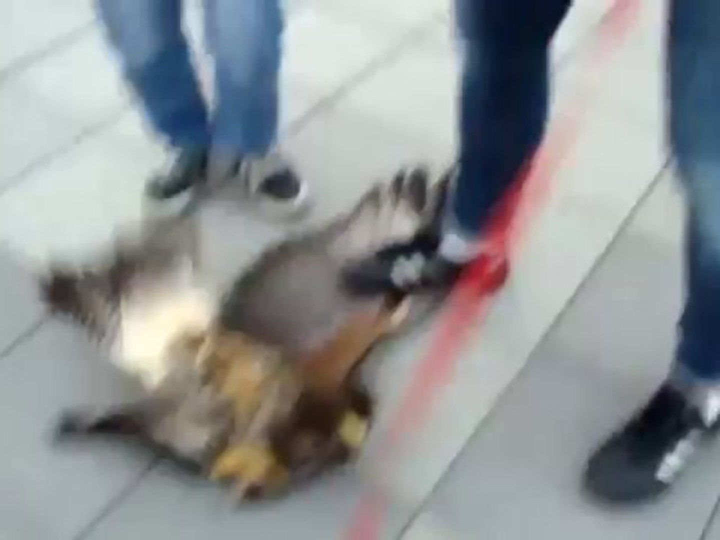Eagles Attacking Dogs Dog Savaged: Family Terror As Harris Hawk