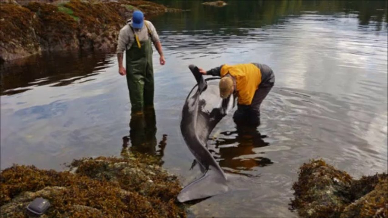 2 pêcheurs aident un Orque échoué à regagner la mer! - Vidéo Dailymotion