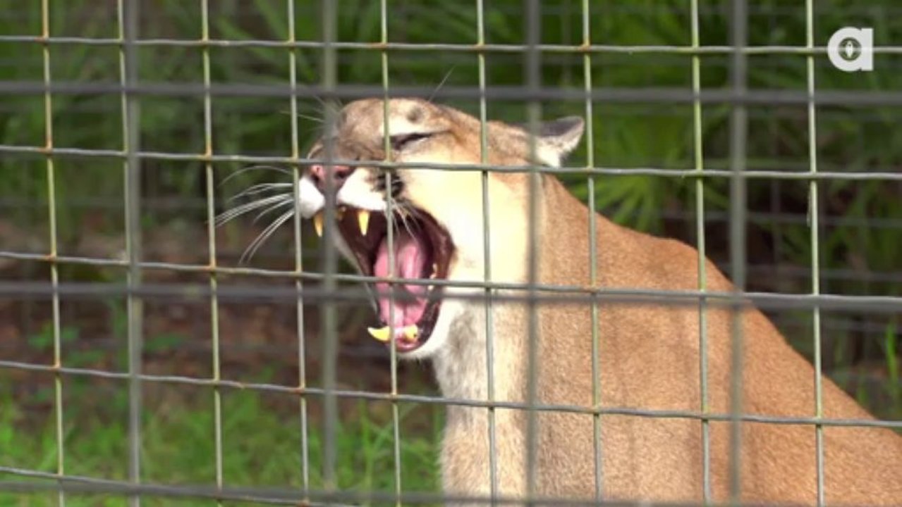 EPIC Slow motion Cougar Yawn! - video Dailymotion