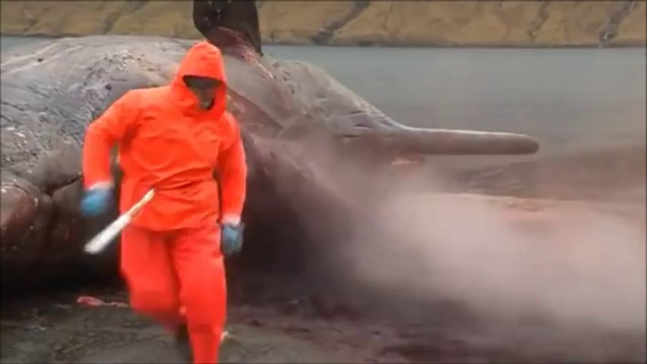 Whale Explodes - video Dailymotion