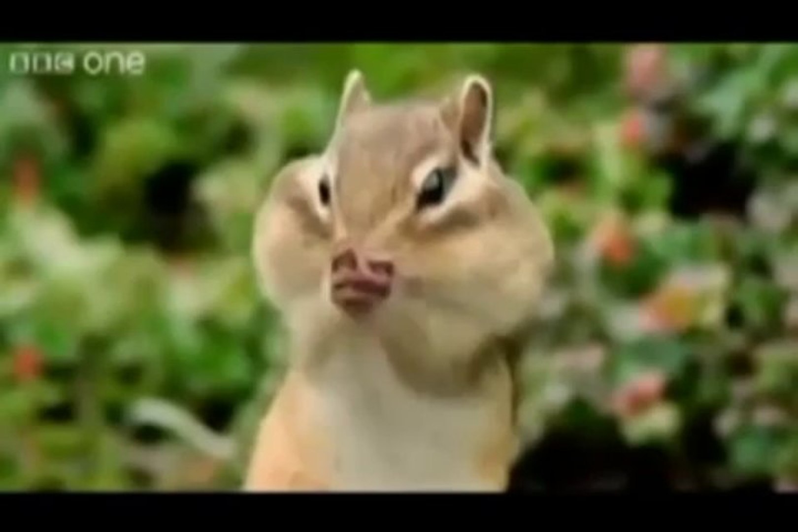 Chipmunk Eating Banana Memes 3,096 Animal Comedy Funny Stock Photos