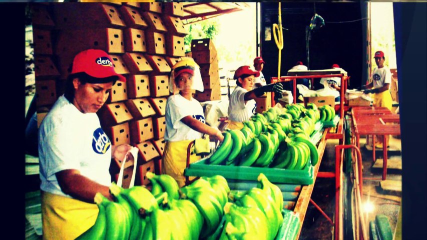 DERBY banana - Rastoder Fruit Vegetables videos - Dailymotion