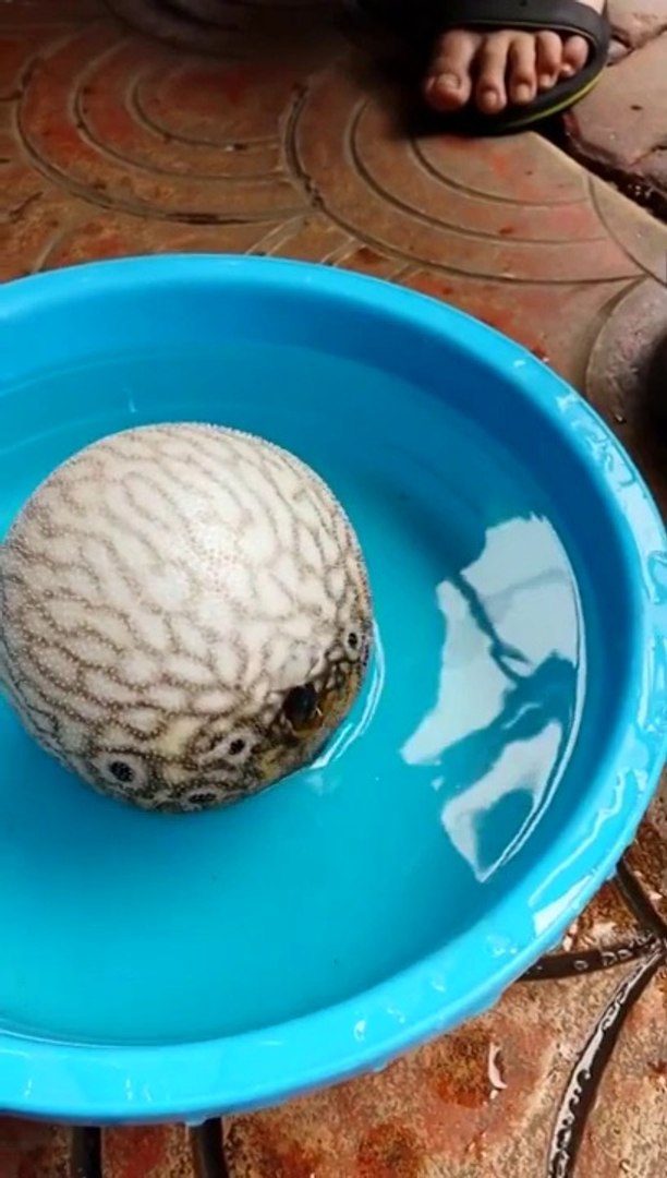 Poisson Globe Nain Gonflé