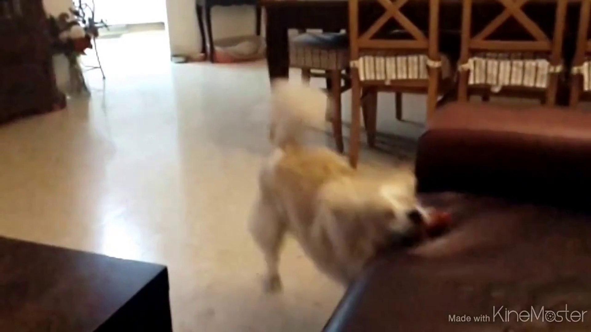 Puppy Fail