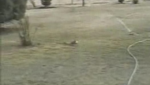 rabbit vs snake - video dailymotion