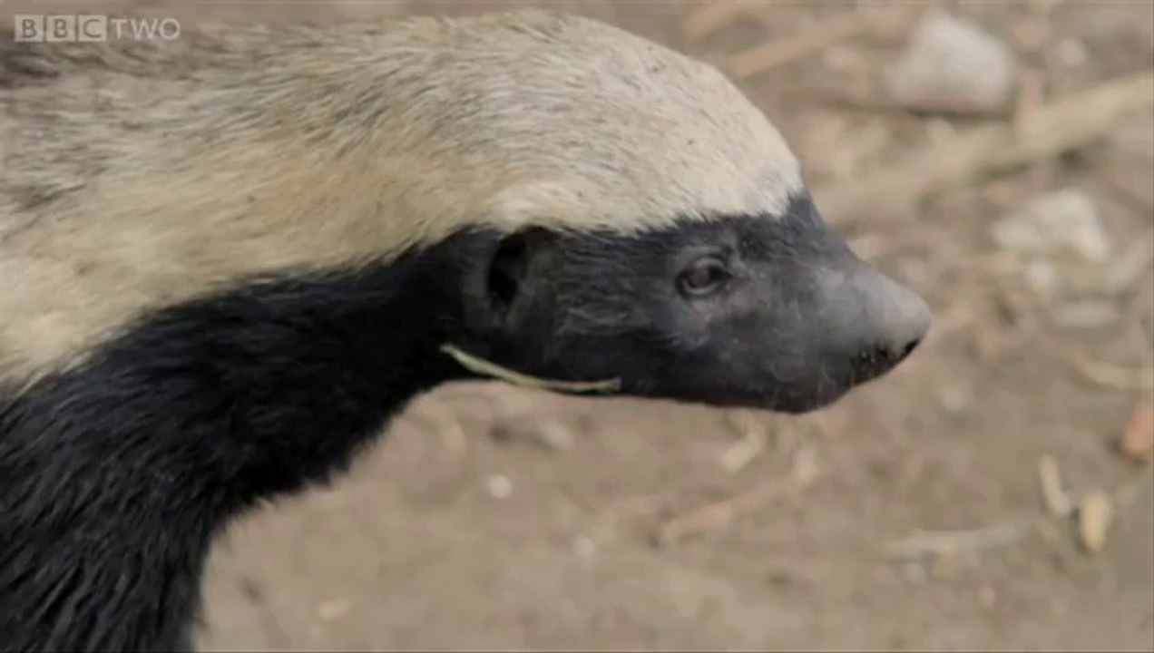 Honey Badgers Escape From Zoo Enclosure - Vidéo Dailymotion