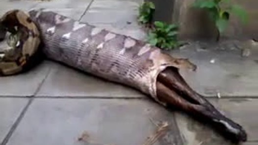 Vishnu Bhagat Reebok (Anaconda eating Cow) - video dailymotion