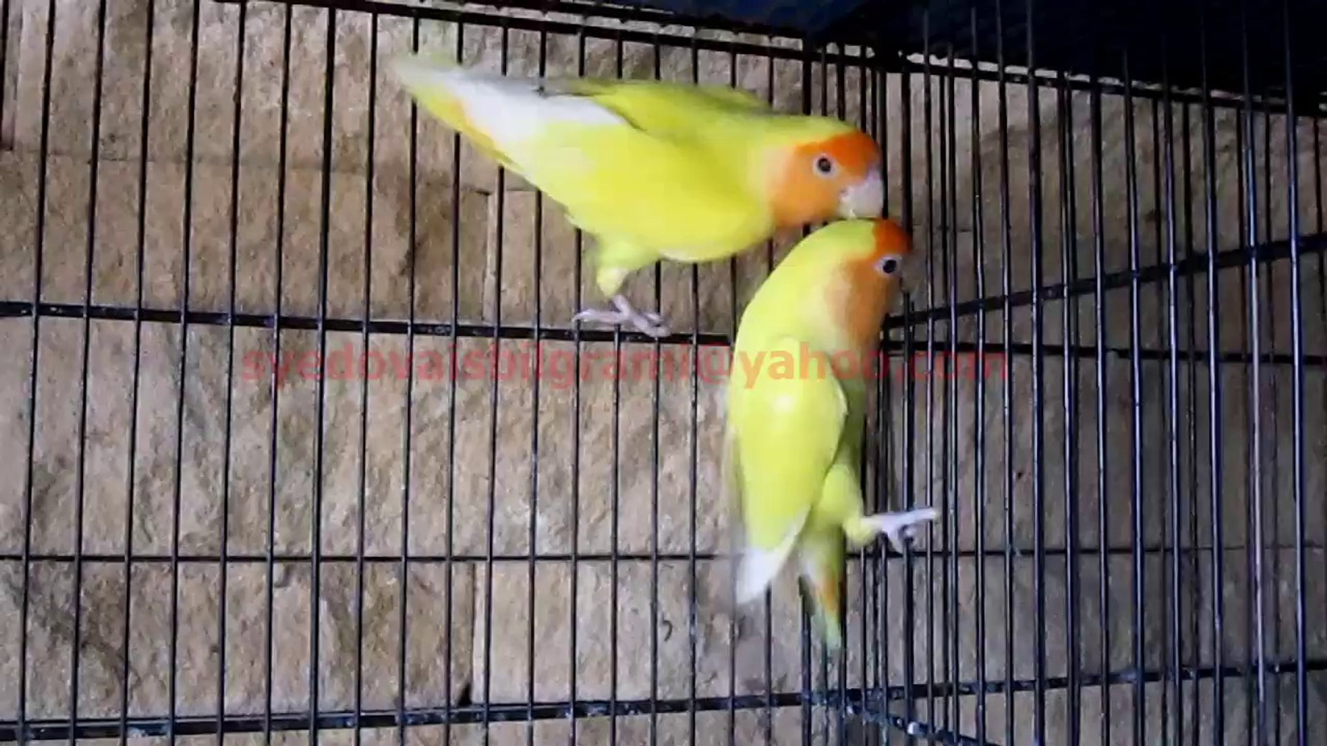 Lutino Peach Faced Lovebird