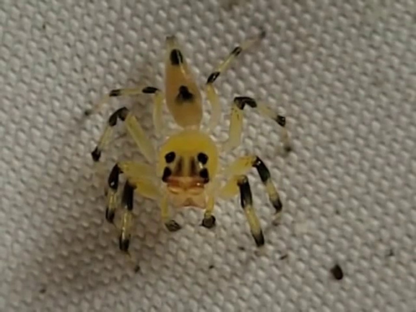 Yellow Jumping Spider