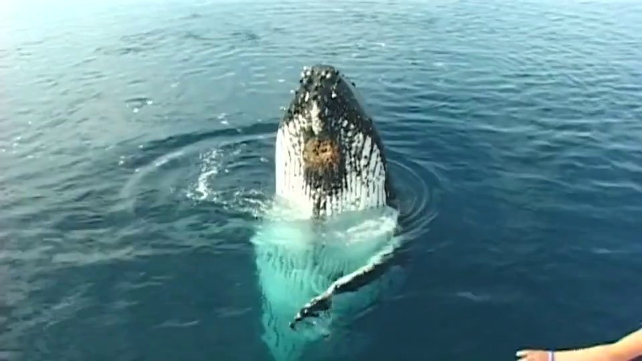 Amazing Video On Whale Fish - video Dailymotion