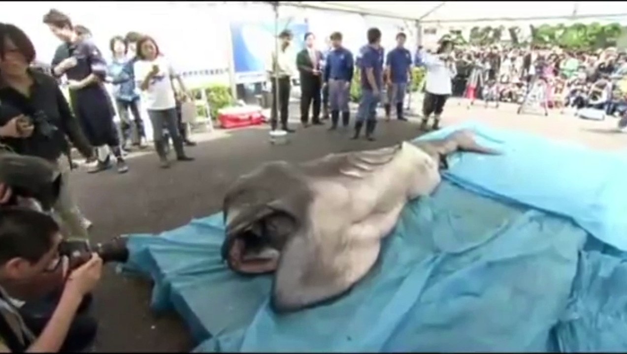 Un requin extrêmement rare et méconnu pêché au Japon - Vidéo Dailymotion