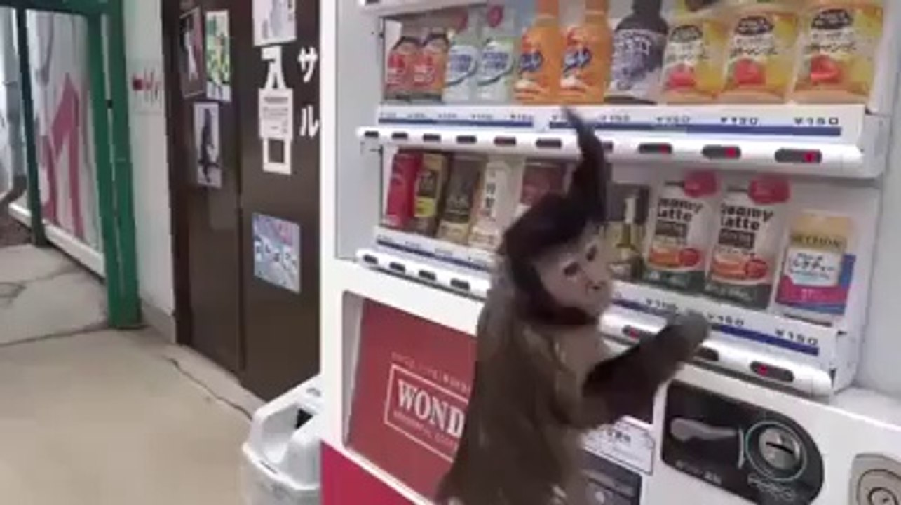 Monkey uses vending machine - video Dailymotion