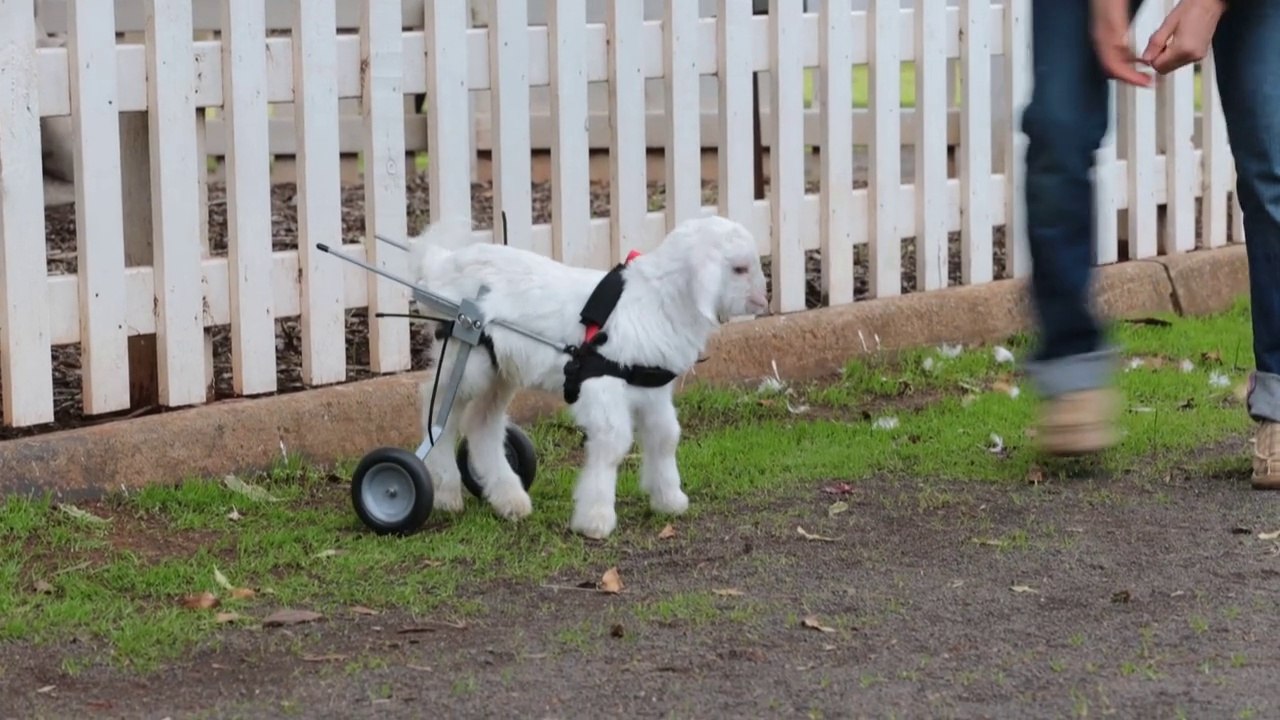Adorable Handicapped Goat Is Given A Wheelchair - Vidéo Dailymotion