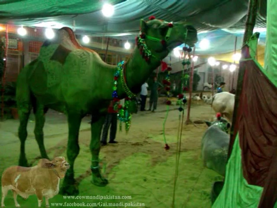 Most Expensive camel of eid ul azha 2014 - video Dailymotion