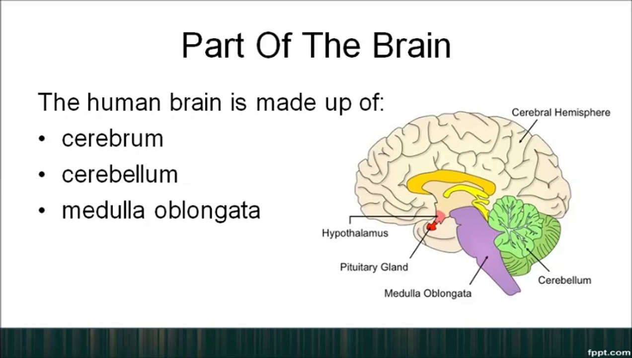 Parts Of Human Brain - Cerebrum, Cerebellum, Medulla Oblongata - video ...