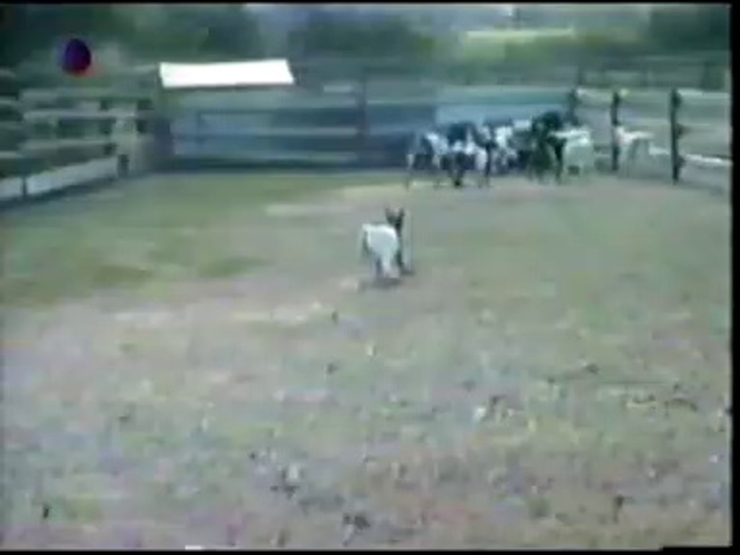 Kittens Fainting Goats