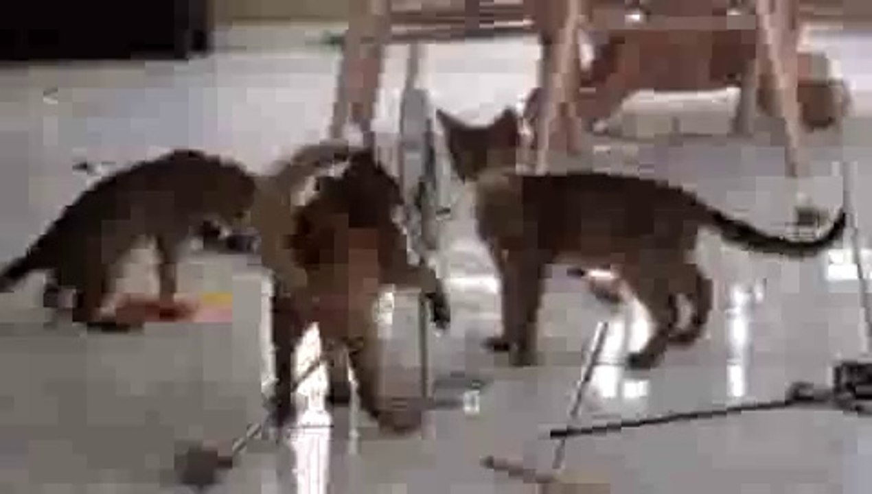 Kitten Mirror Stomp(ipad) - video Dailymotion