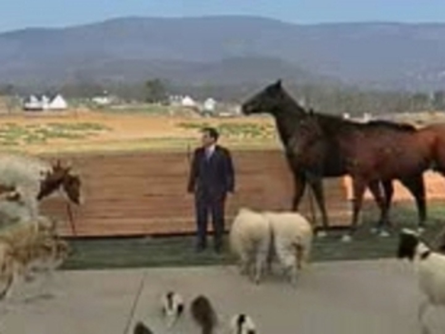 Evan Almighty Animals