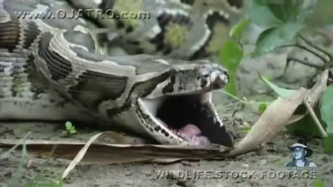 Python eats Alligator - Dailymotion Video