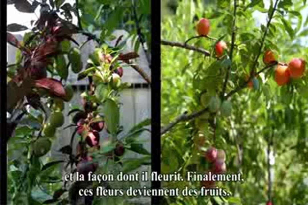 Cet arbre produit chaque année 40 sortes de fruits différents - Vidéo ...