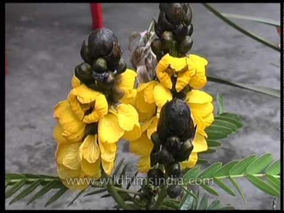 Flower 2004 15 - video Dailymotion