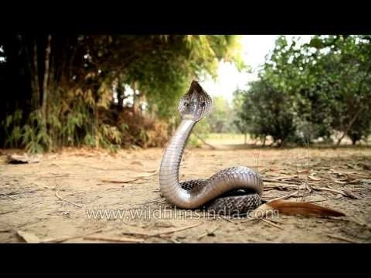 King Cobra Snake Attacking