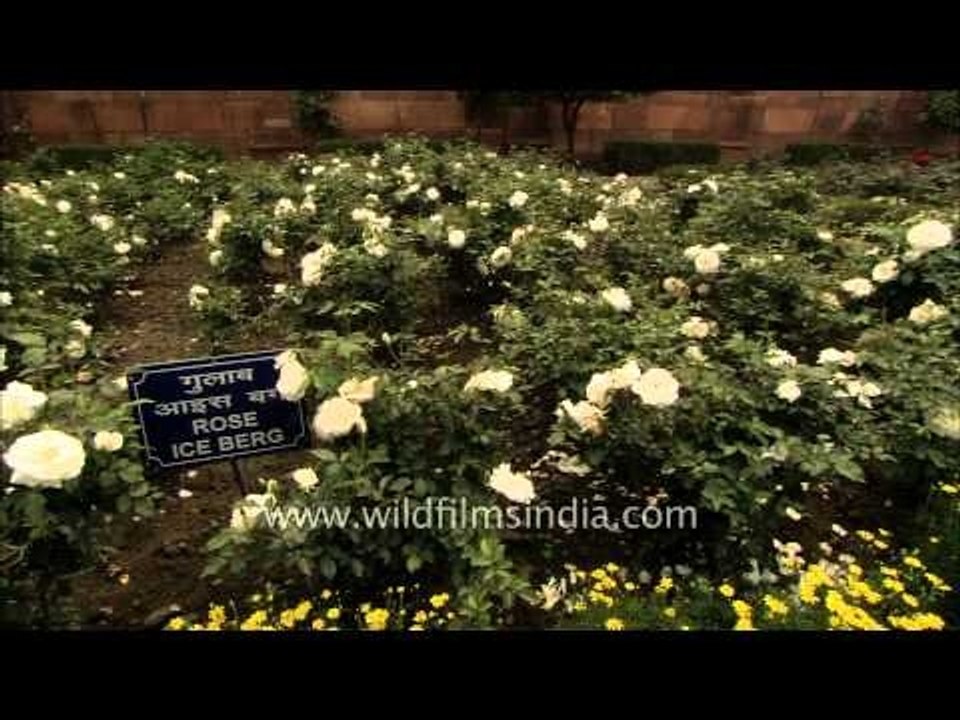 Ice Berg Rose flowers seen in bloom at the Mughal Gardens - video ...