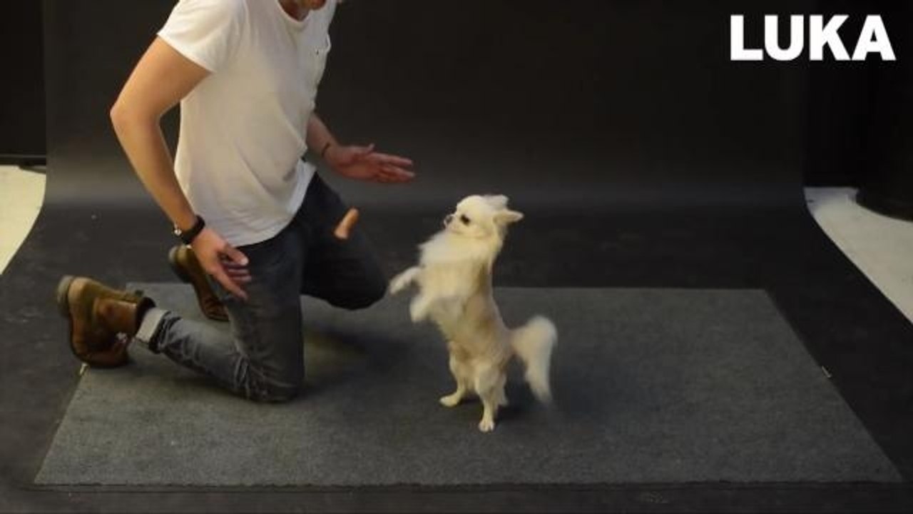 Dogs' Hilarious Reactions to Levitating Hot Dog - video Dailymotion