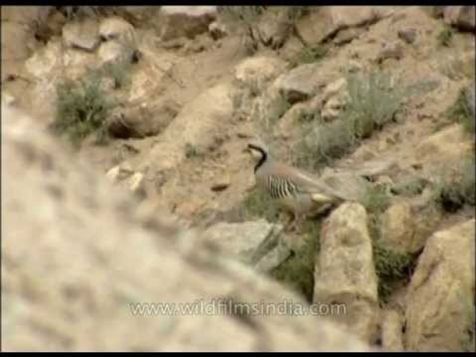 Chukor Partridge - An Eurasian upland game bird - video Dailymotion