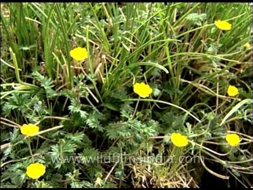 Himalayan buttercups or Ranunculus - video Dailymotion