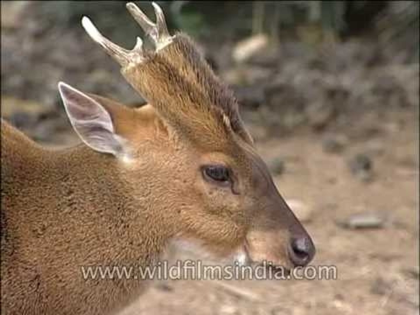 Kakar Deer BBC Earth News In Pictures: Highest Tiger Density In