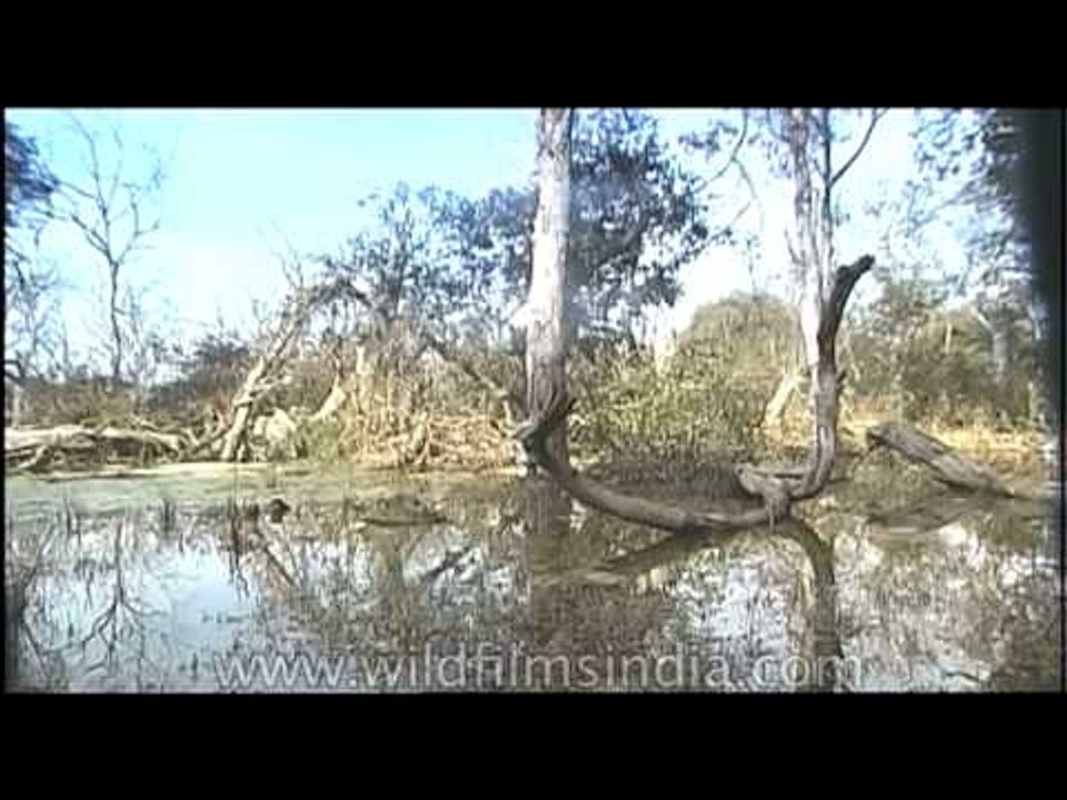 Dudhwa National Park situated in Terai-Duar savanna and grasslands ...