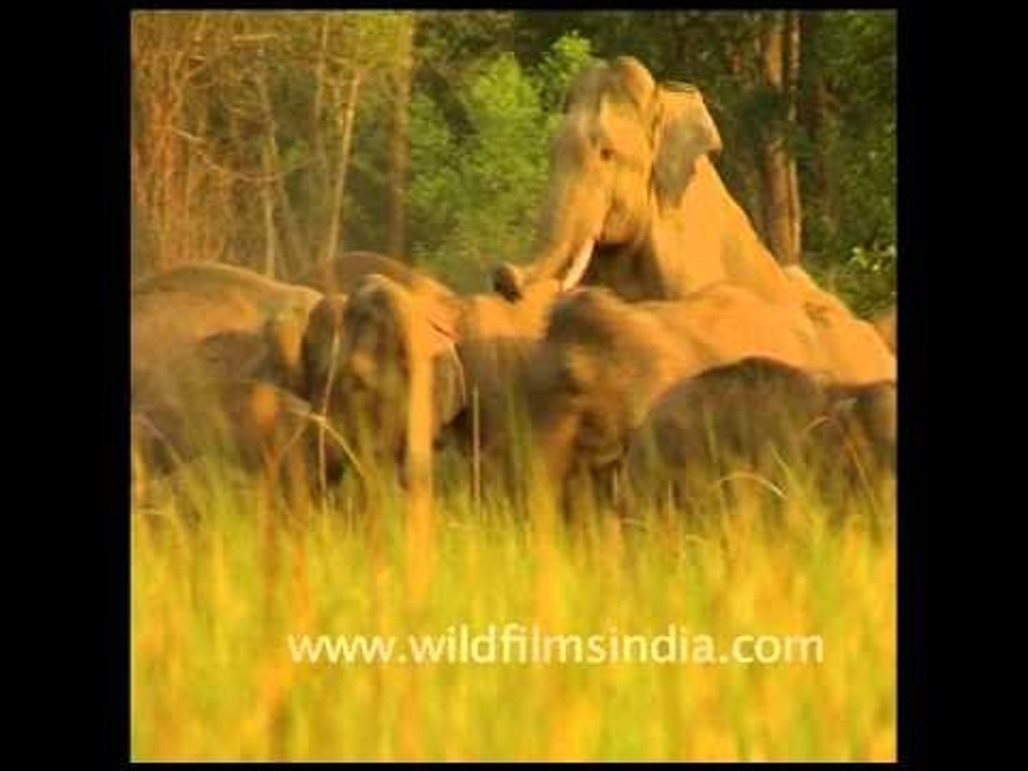 How Do Elephants Mate Video