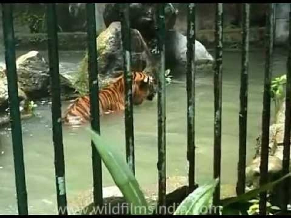 Poor caged tiger in Malaysian zoo - video Dailymotion