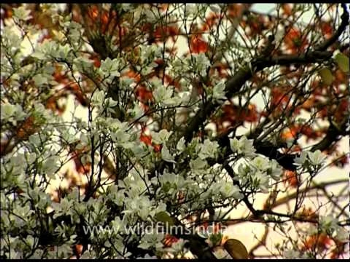 Semal Tree In Hindi