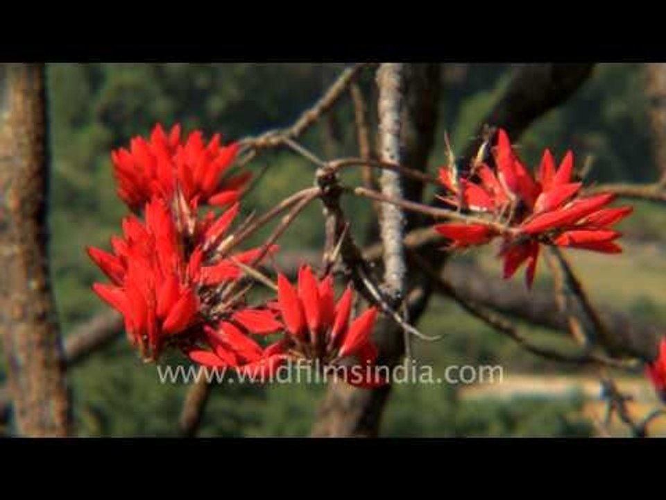 Flowering Coral and Kachnar trees near Uttarkashi - video Dailymotion