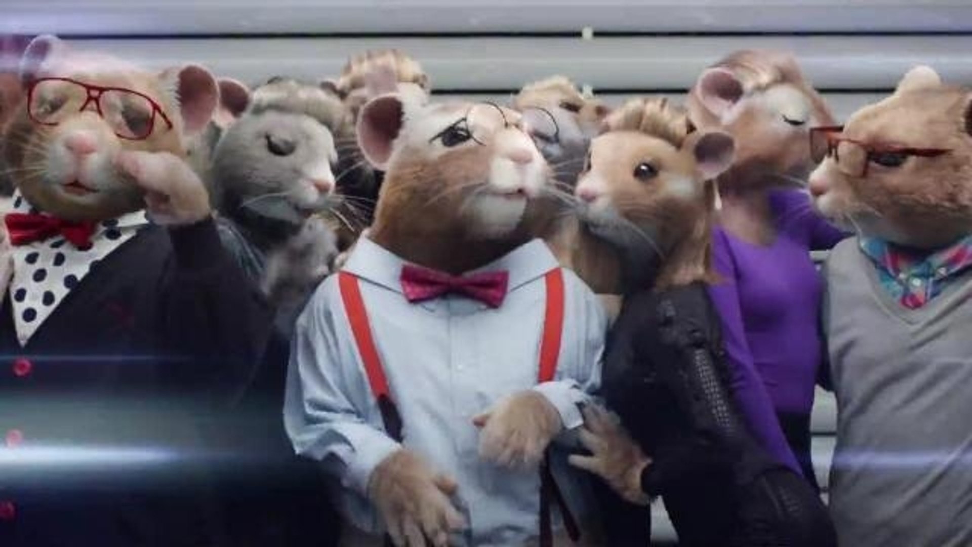 Hamsters Com Carros Fluffy Hamster Exclusive Grey Wall