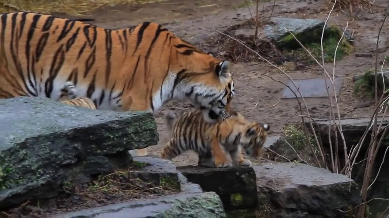 HD Tiger Babys - Cute Tigerbabys - Zoo Cologne - Amurtiger - cute baby ...