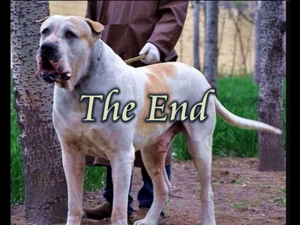 Pakistani Famous Dog 9 Lakhiya - video Dailymotion